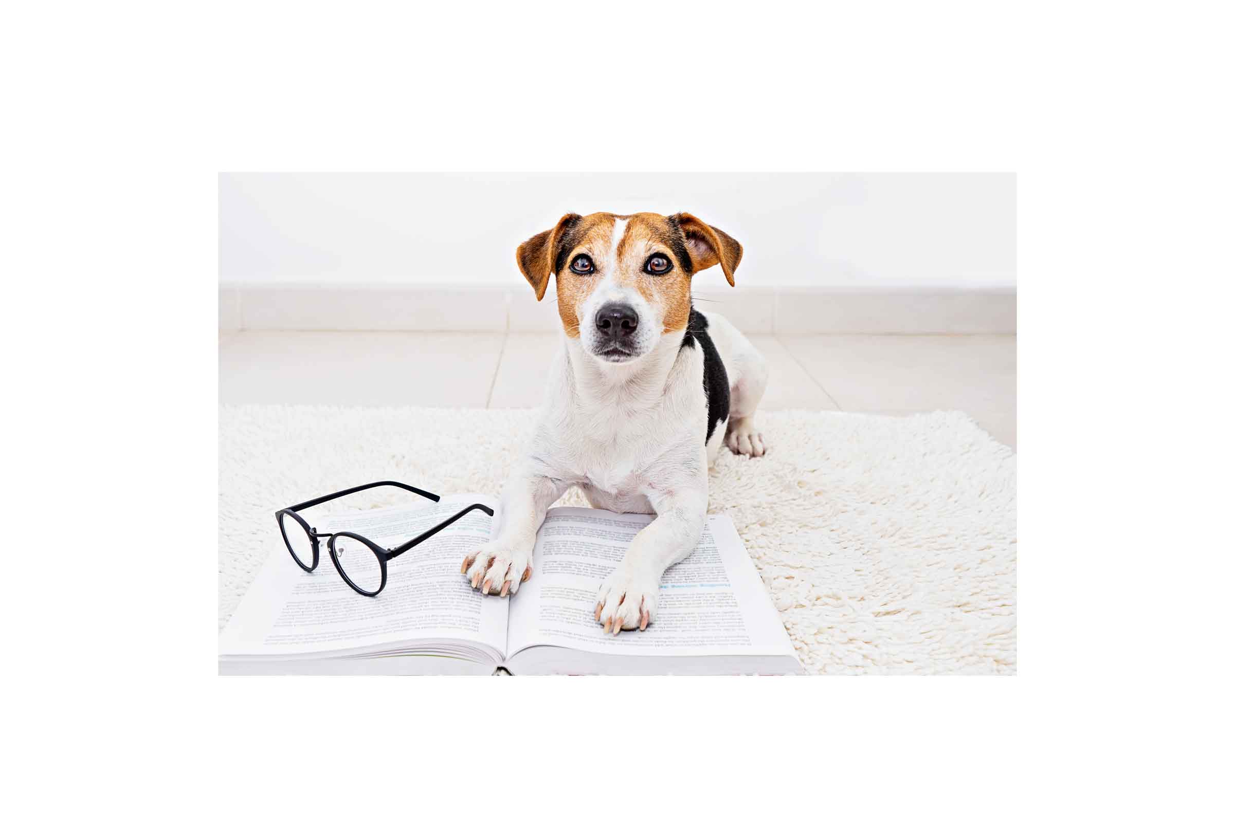 The Dog Blog | The Best Dog Blog – Dolphin & Dog