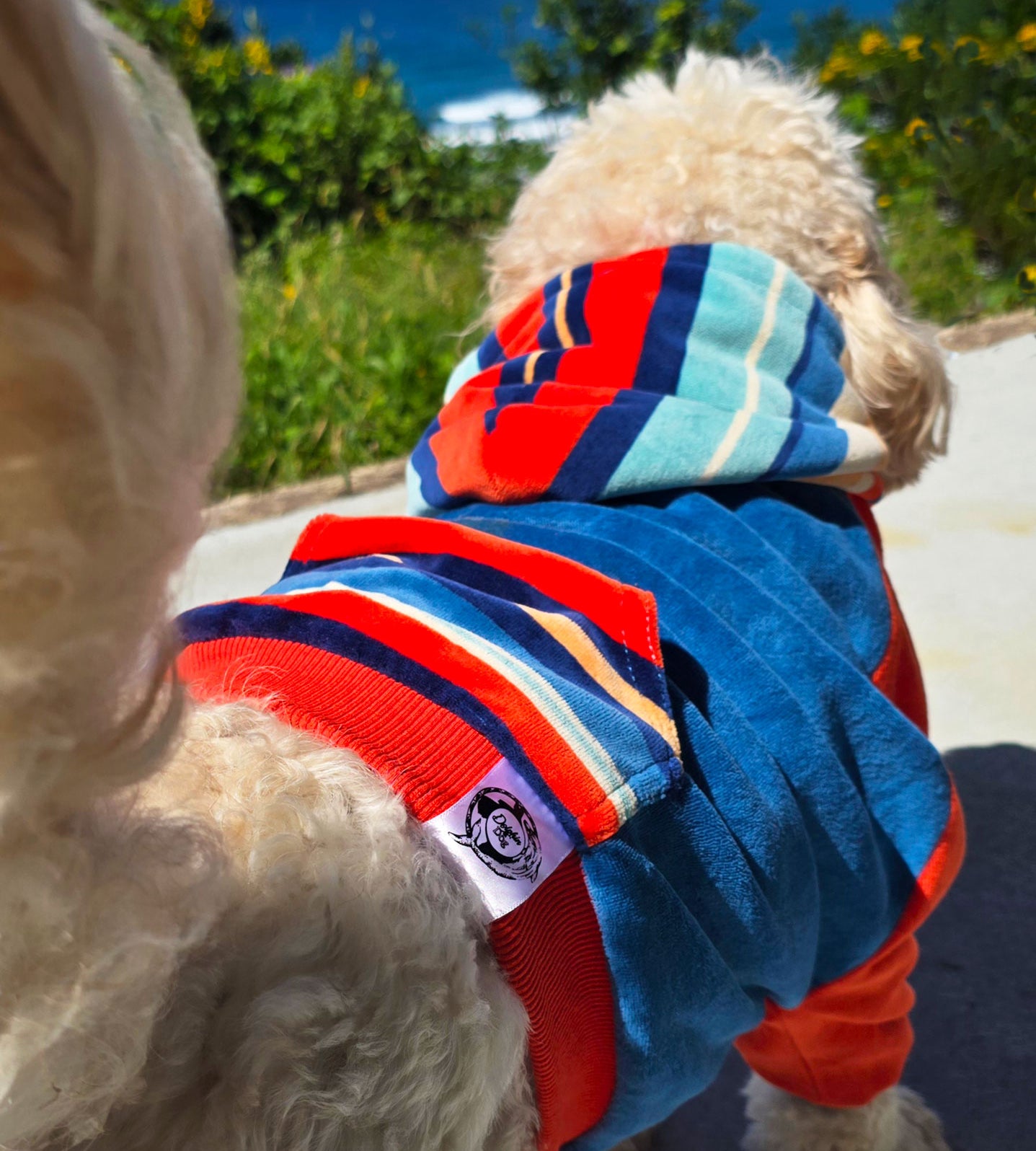 Dog Nutrition & Grooming Guide - Download – Dolphin & Dog